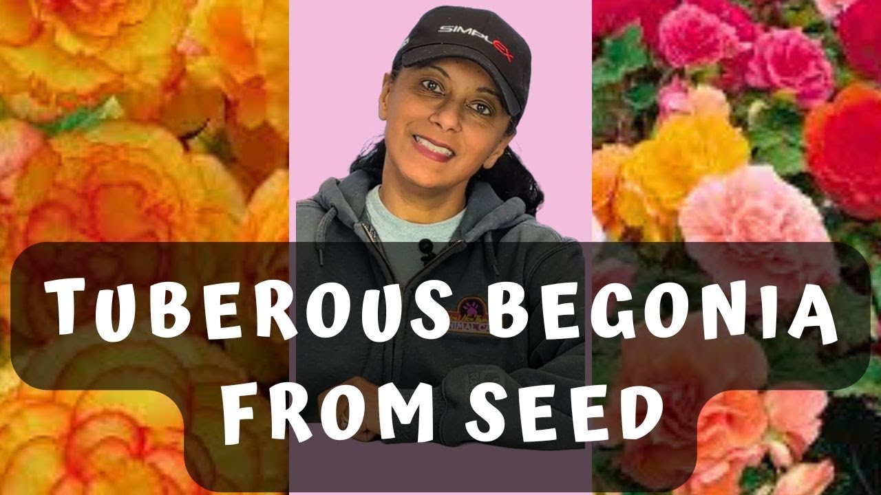 How To Grow Tuberous Begonias From Seed | Easy Begonia Propagation ...