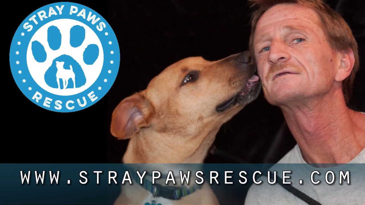 Stray Paws Rescue - Rescuing Abandoned & Abused Dogs From The Streets ...