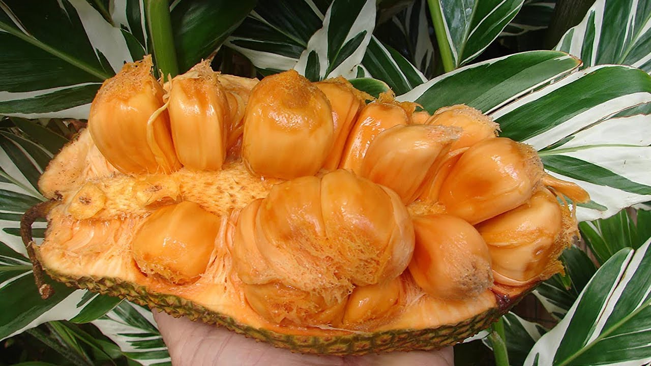 Artocarpus integer, Chempedak, Cempedak an important Fruit crop in ...