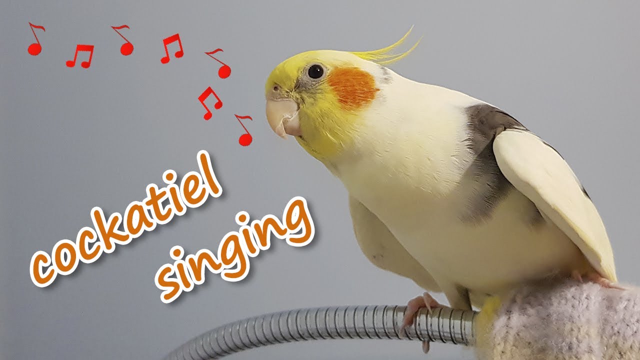 cockatiel singing kill bill and talking | Pied Cockatiel Singing Sounds ...
