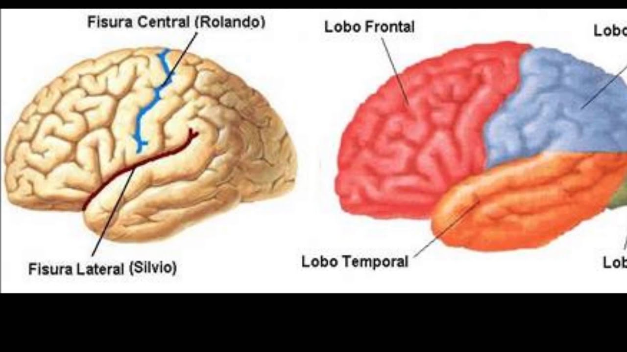Biografía y teoria de Alexander Luria - YouTube
