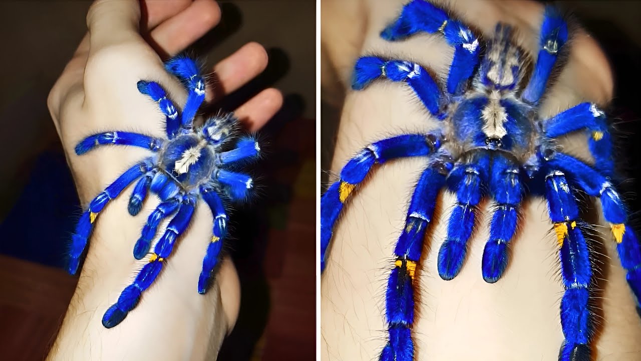 10 ANIMAIS COM PARTES DO CORPO AZUIS QUE VOCÊ NÃO IMAGINAVA QUE ...