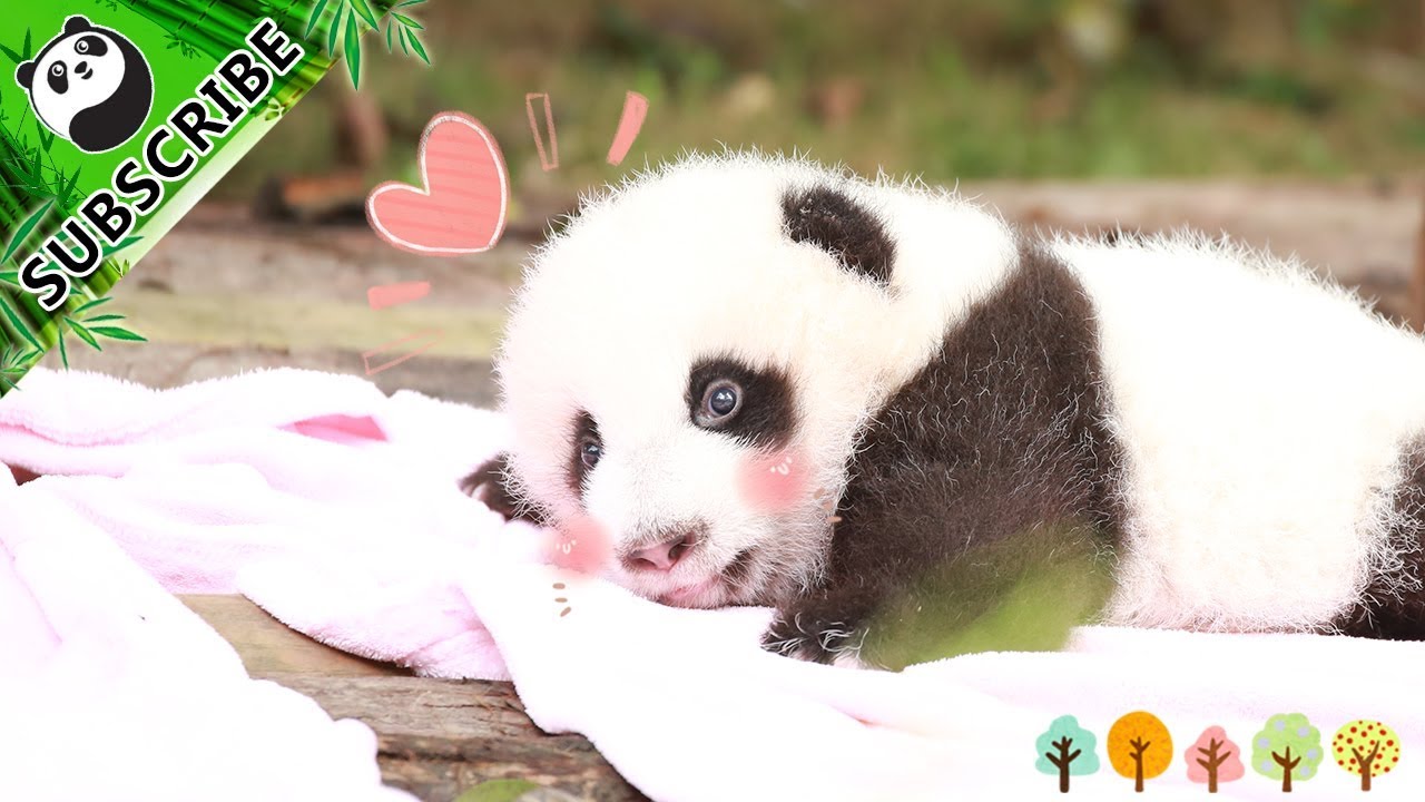 Pandas Are The Nicest And Fluffiest Things To Touch! | iPanda - YouTube