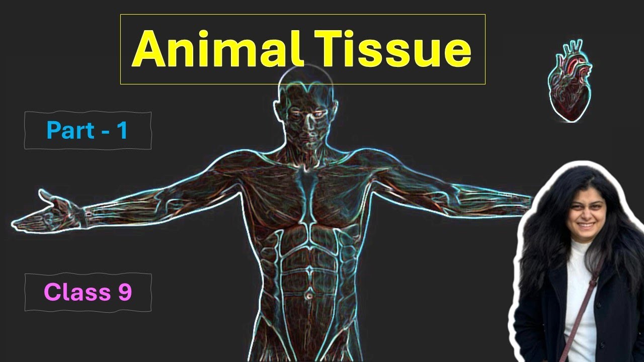 Animal Tissue: Part-1 | Tissues | Class 9 | Best Explainer with ...