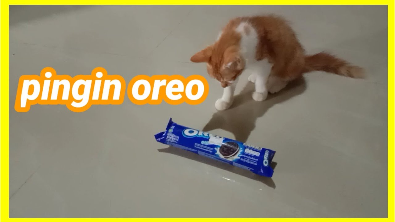 Anak kucing persilangan persia sama kucing kampung lucu dan OREO ...