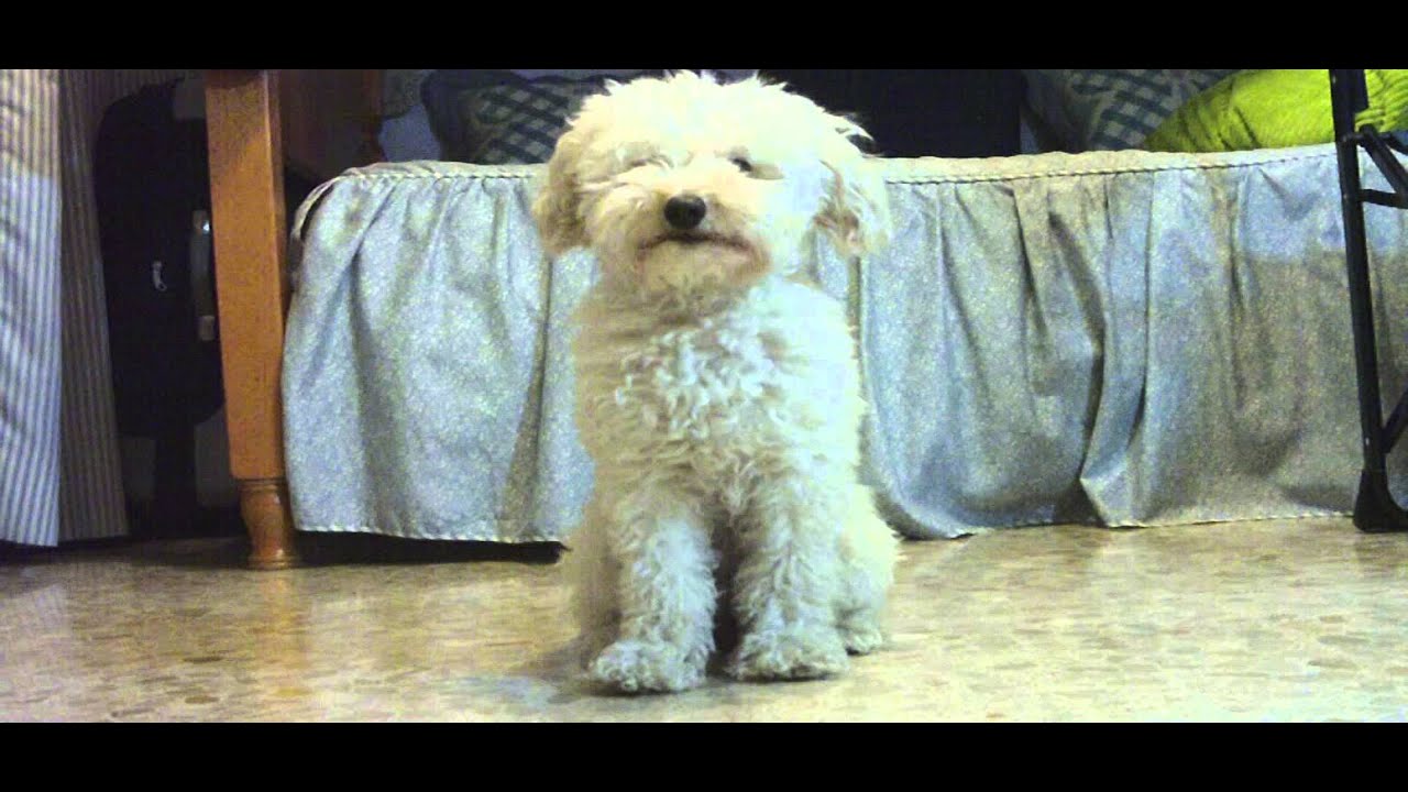 El perro más lindo del mundo | The most cute dog in the world - YouTube