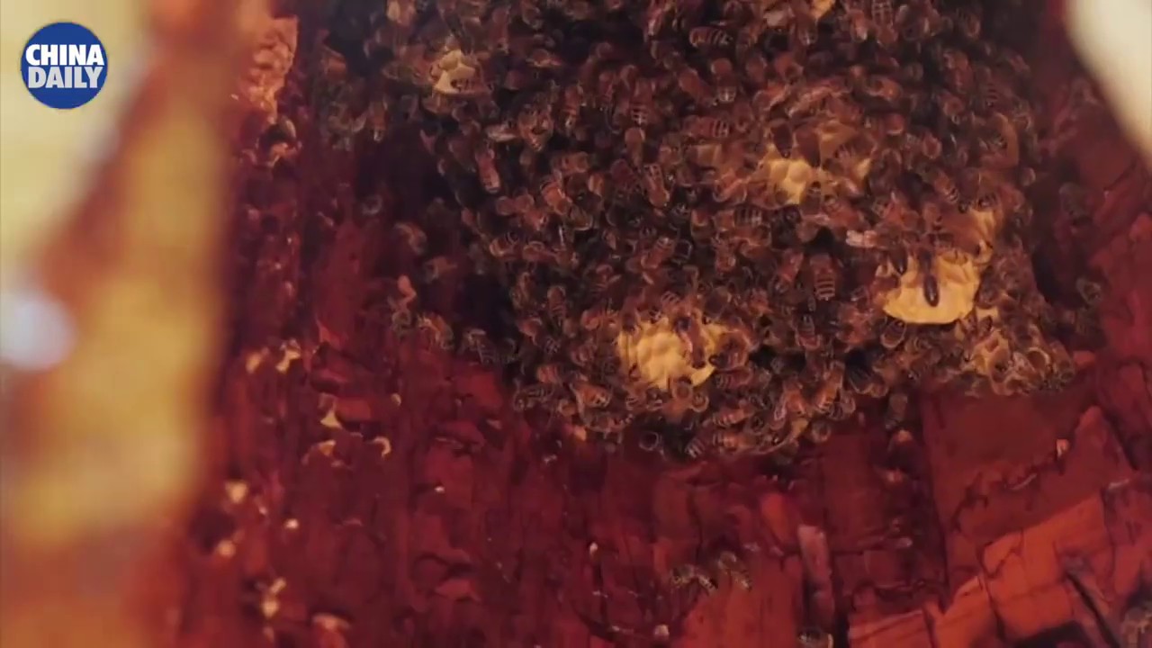 Rewilding honey bees - YouTube