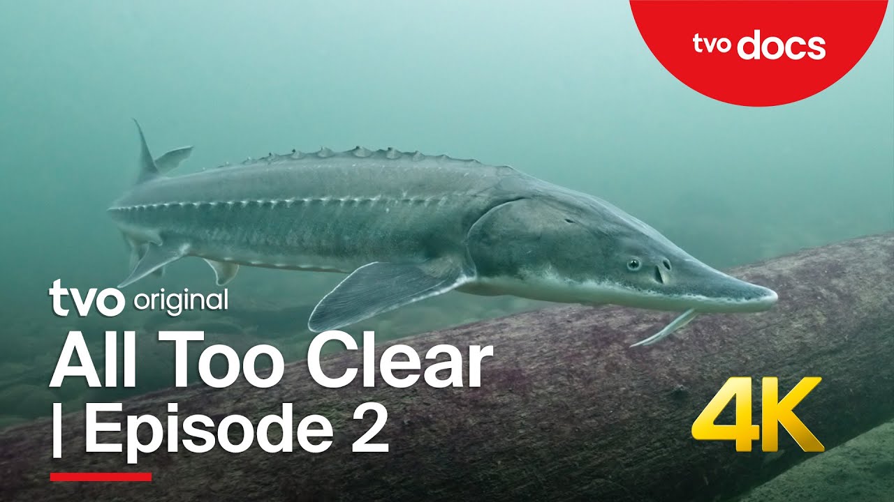 Muddy the Waters | Episode 2 | 4K | All Too Clear | TVO Original - YouTube