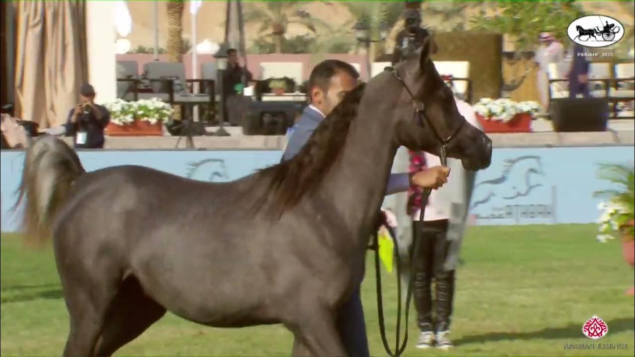 N 146 RWAYAT DASM PSAIAHF 2023 Yearling Colts Class 7C - YouTube