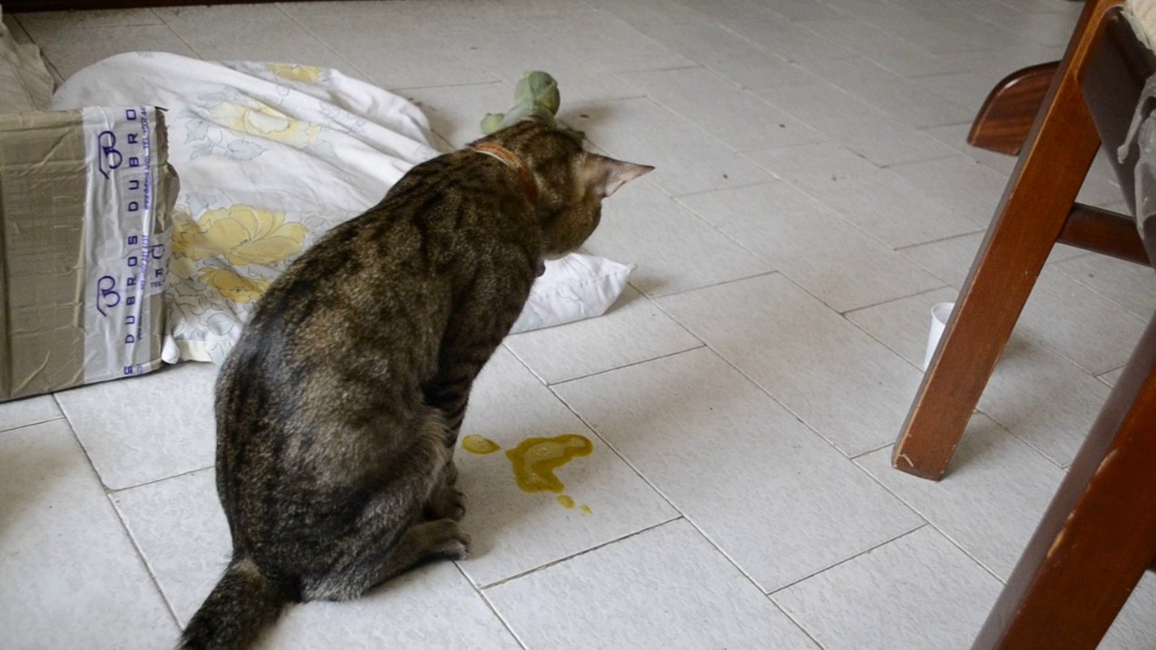 Gato Vomitando - Mi Gato Recuperándose luego de la esterilización ...