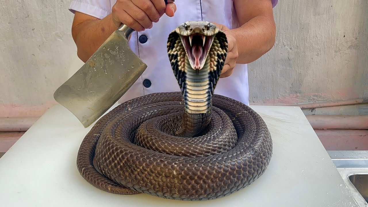 King Cobra Processing, the World's Best Dish // Asian Chef - YouTube