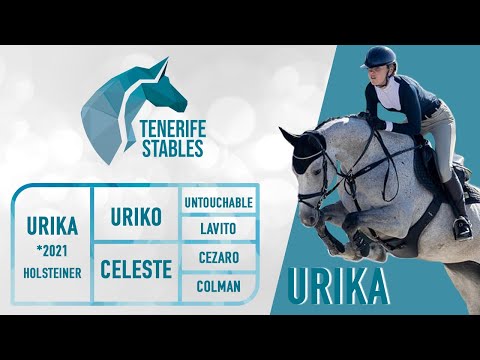 Urika, 2021 Holsteiner mare, Uriko x Cezaro