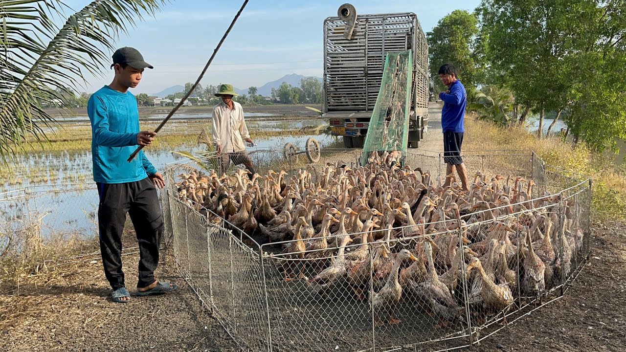 Ducks from afar running in the fields0 - YouTube