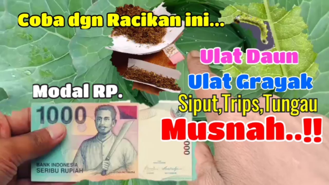 *Cara mengatasi hama ulat pada tanaman kubis"dgn insektisida organik ...