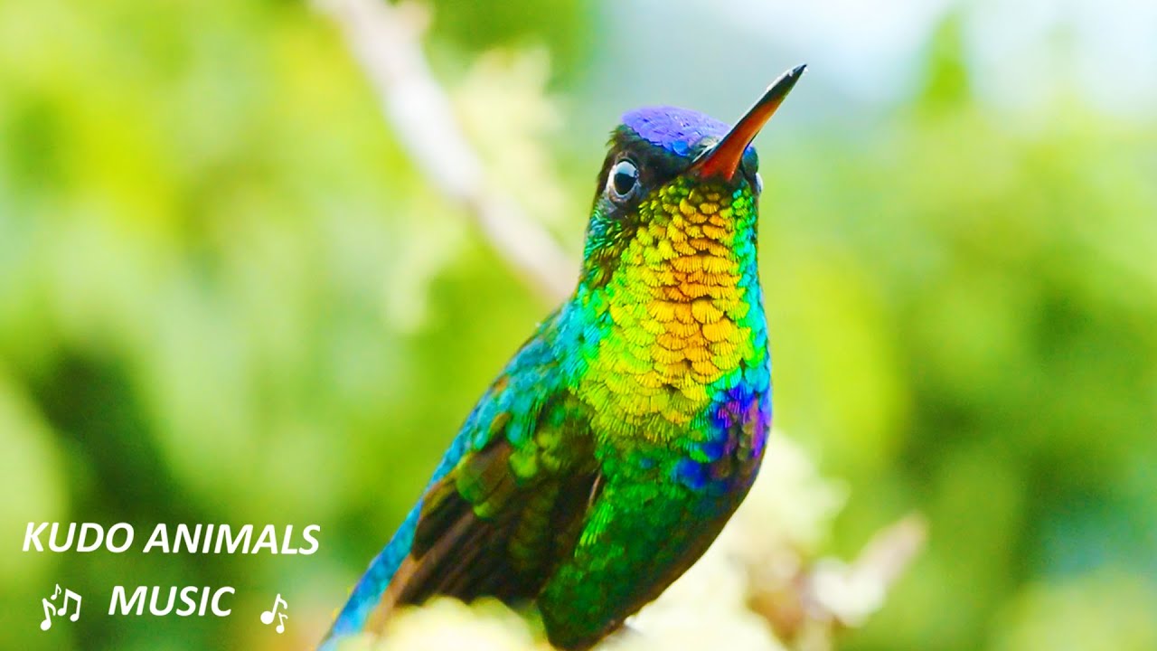 The Colorful Birds of the World_Scenic Nature Films with Relaxing Music ...