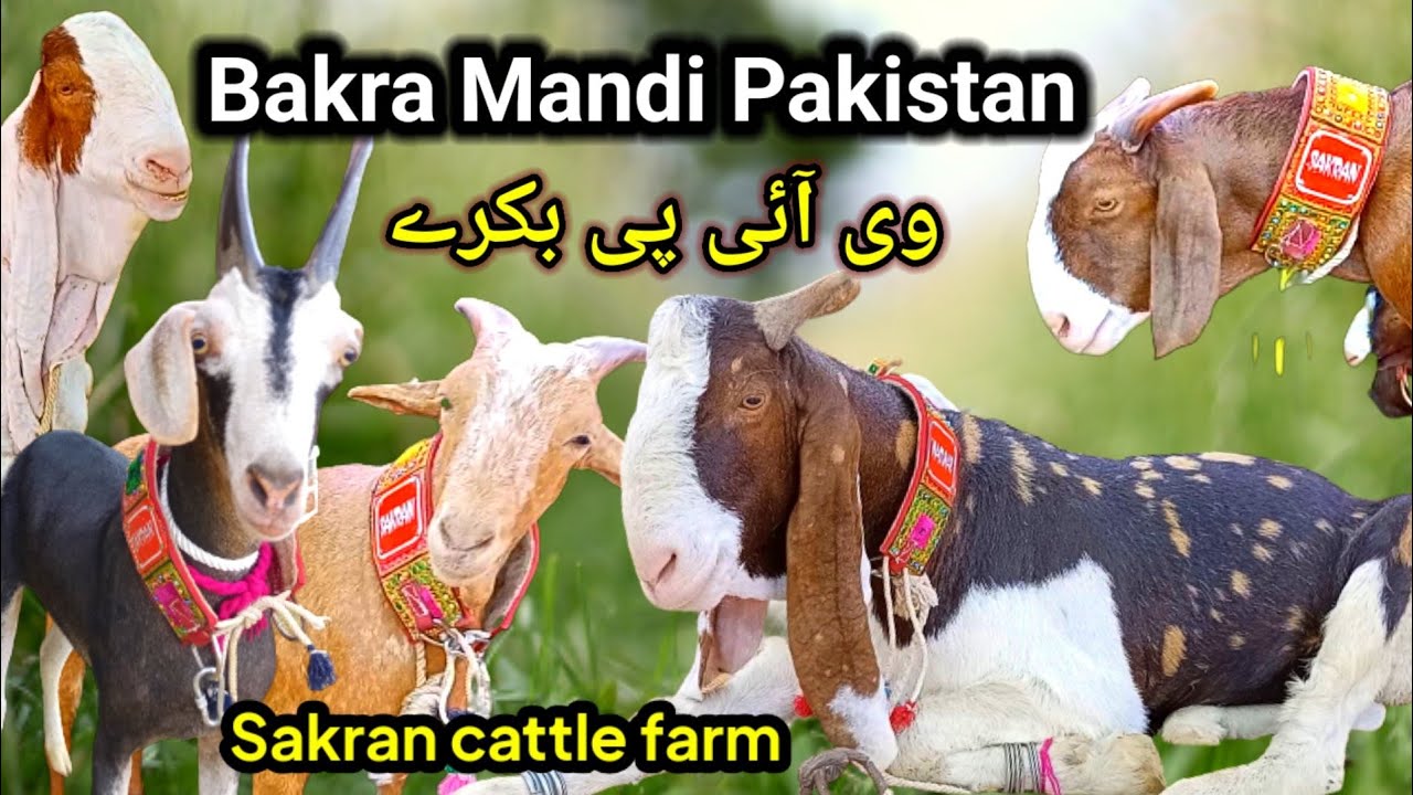 Sohrab Goth Bakra Mandi Vip Bakre | Sakran Cattle Farm | 2022 Update ...
