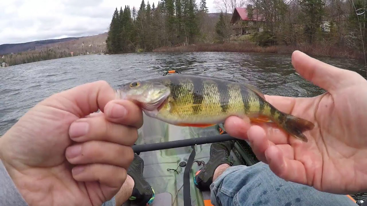 Perch/Perchaude Fishing Québec - YouTube