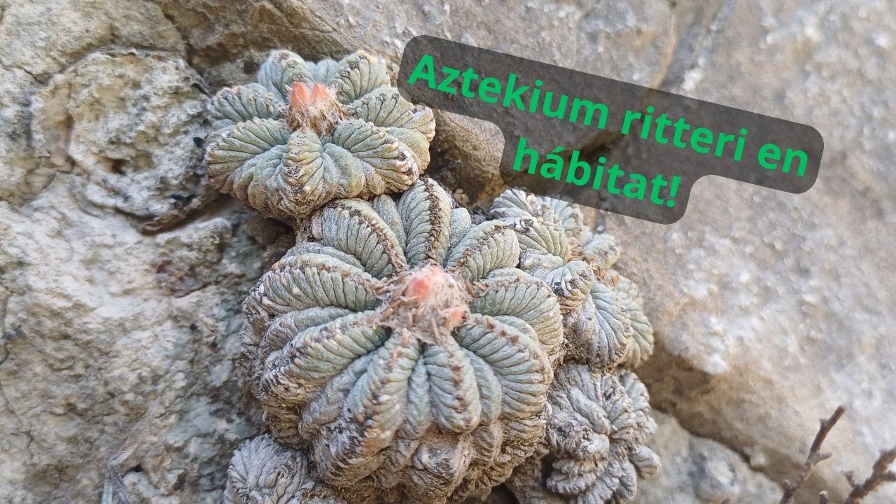 Aztekium ritteri en hábitat - YouTube