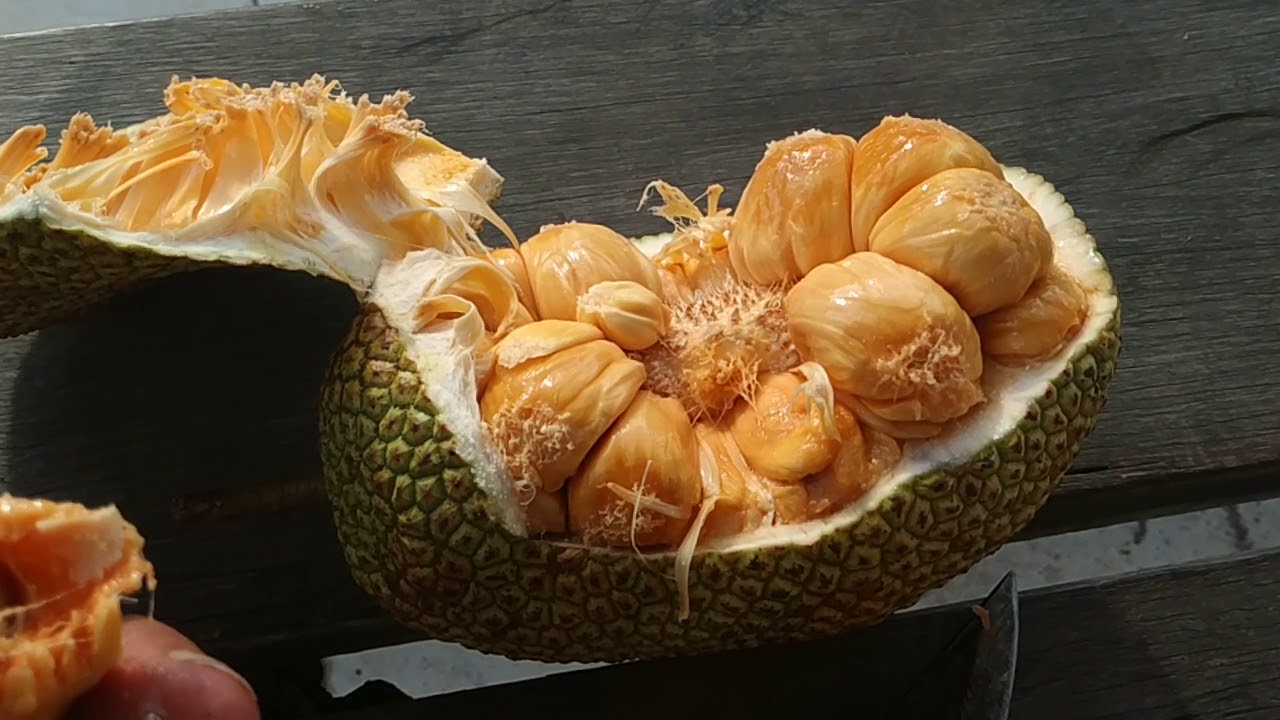 Orange champedak (Artocarpus integer) in Borneo - YouTube