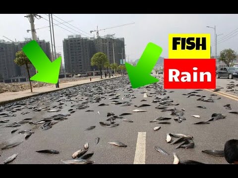 The fish rain Mystery Revealed collected from BBC super natural video ...