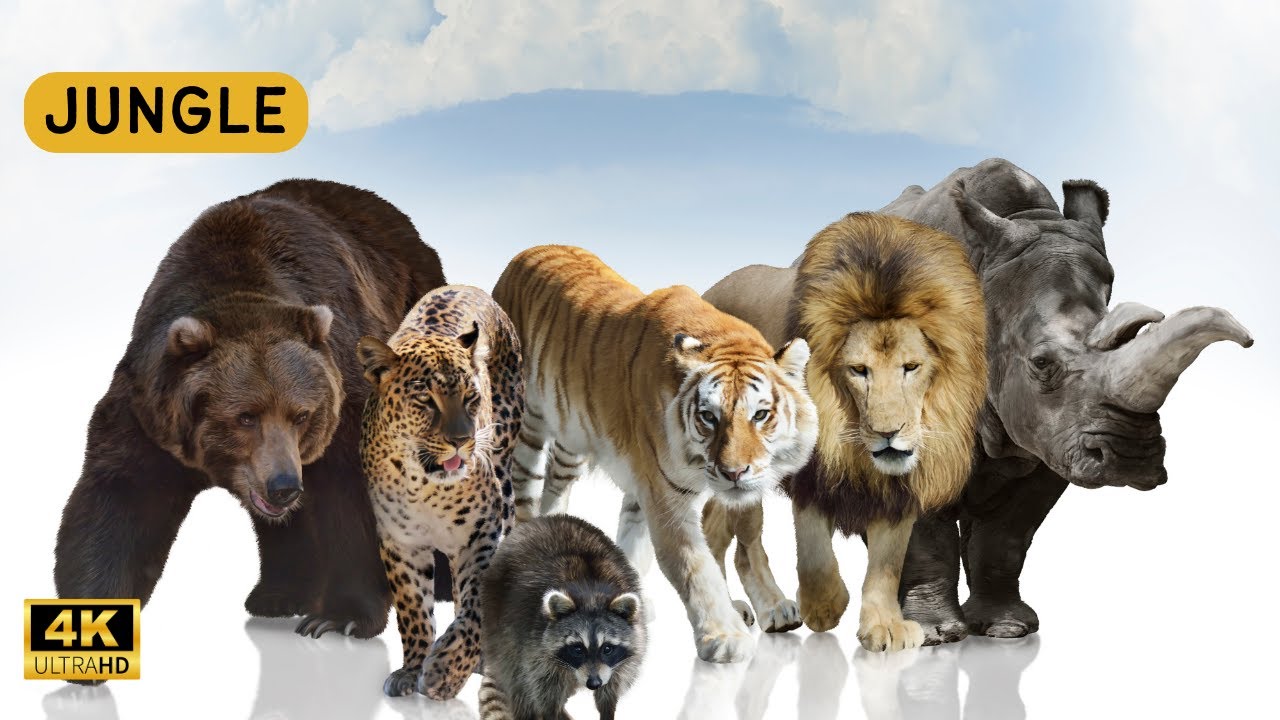 Wild Animal Sounds in Nature: Fox sounds, Tiger sounds, Bear Sounds ...