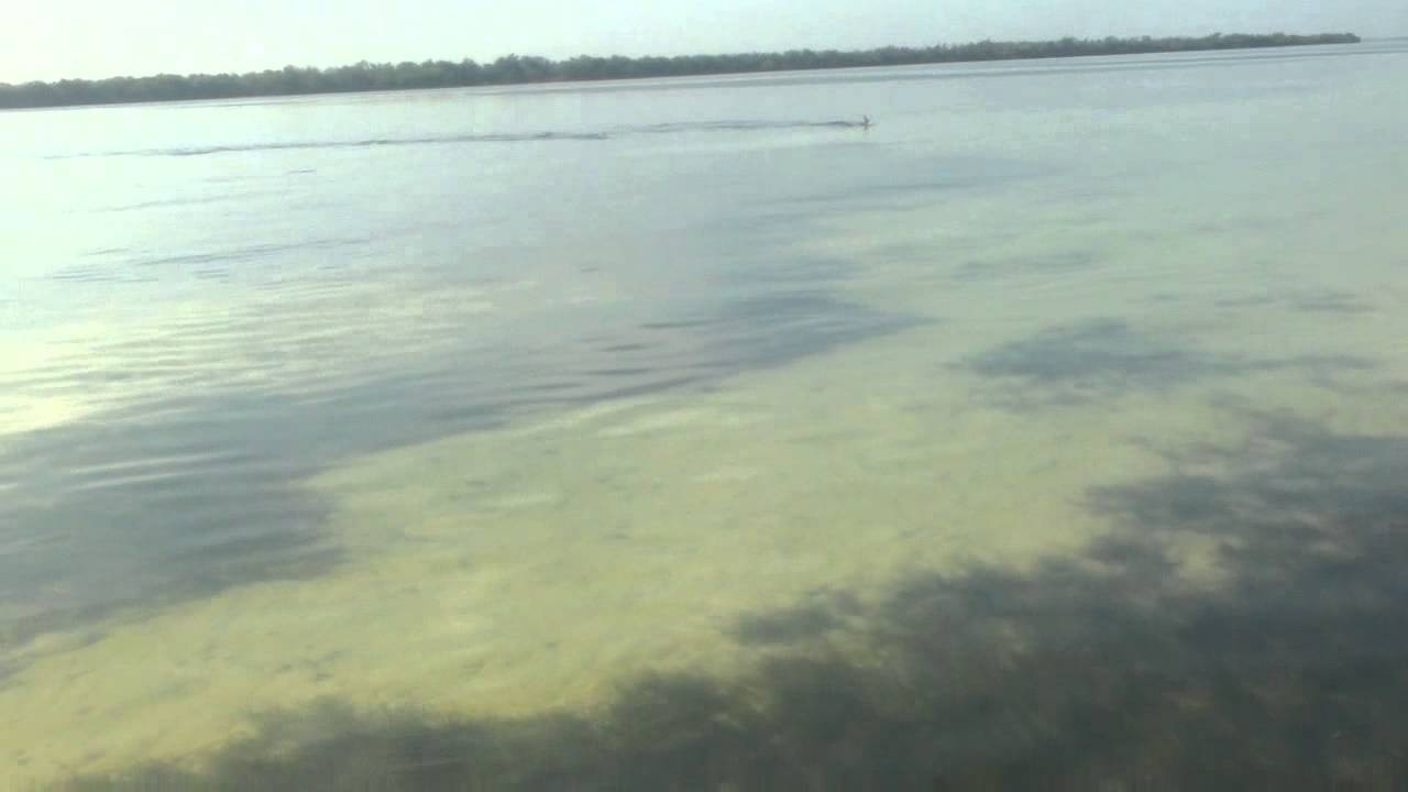 SW Florida wade fishing - YouTube