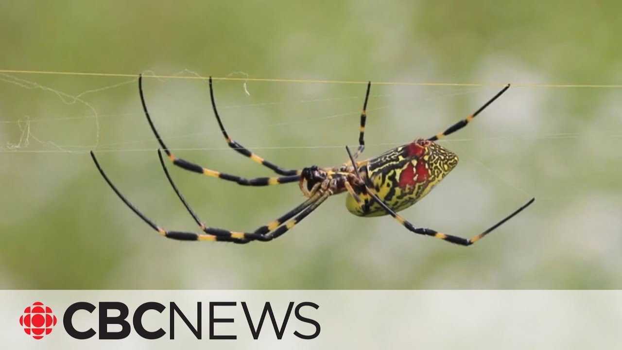 Spiders as big as a human palm spreading in parts of U.S. - YouTube