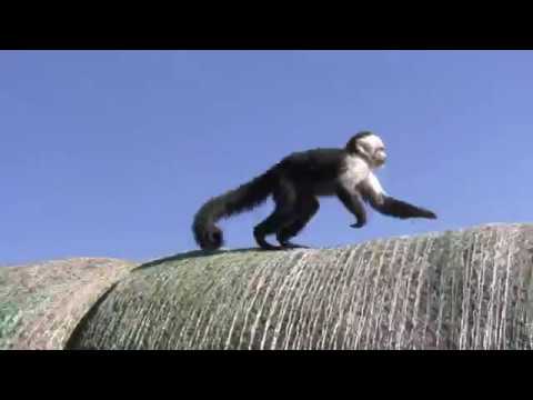 Capuchin Pet Monkey Hay Day - YouTube