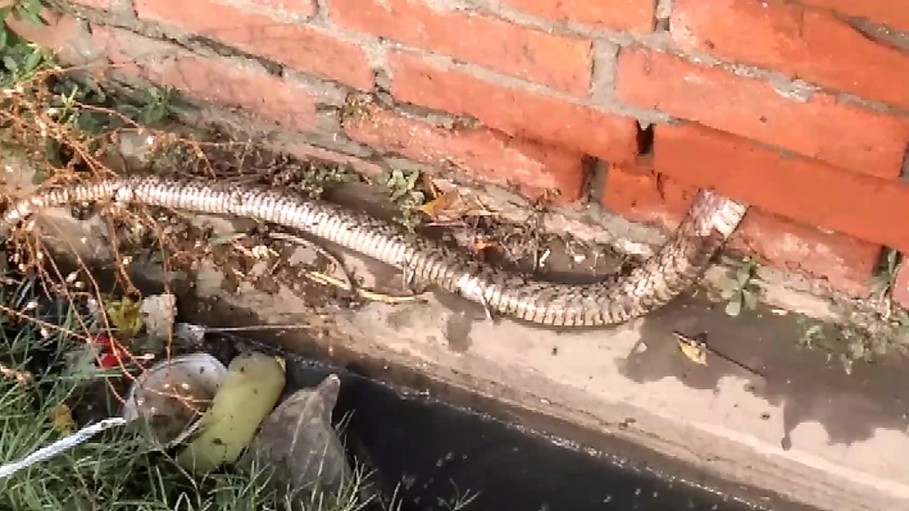 Historial death of snake by camera man @Jitendra kumar@ - YouTube