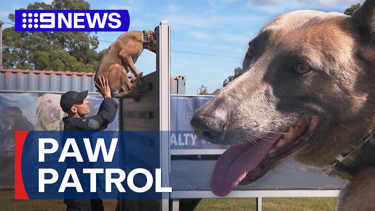 Sydney's new $7.2 million police dog unit facility | 9 News Australia ...