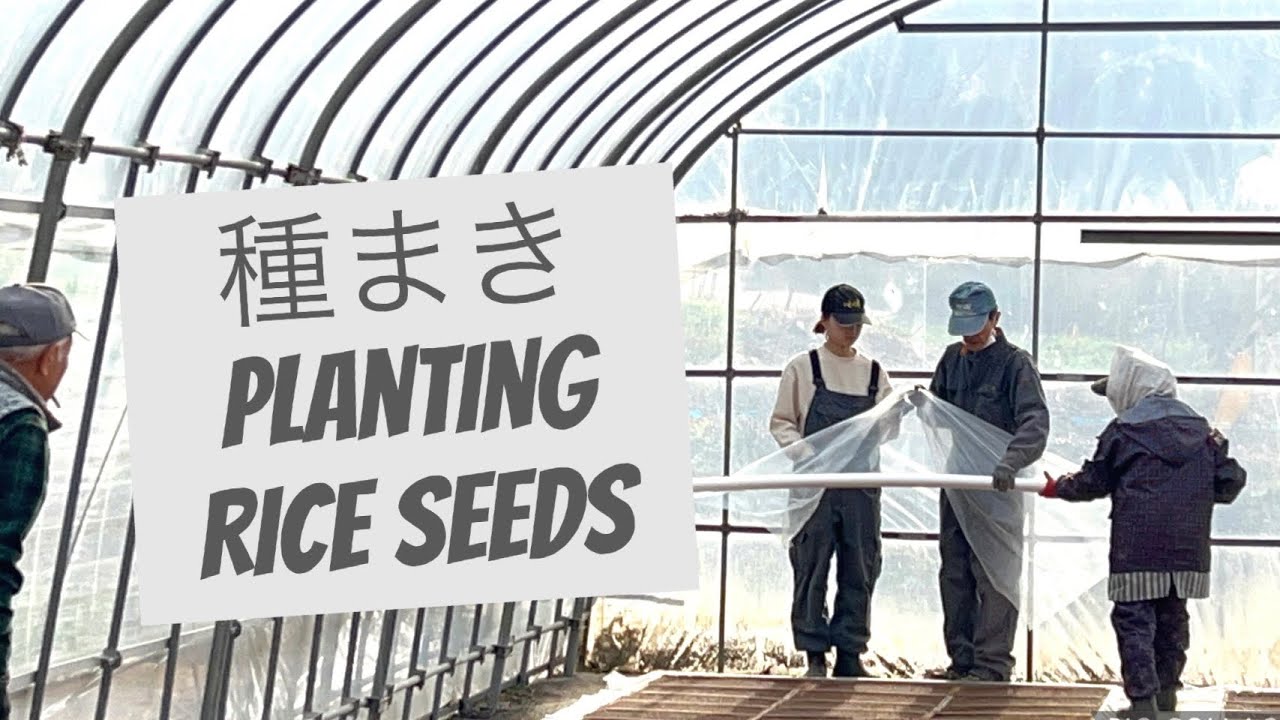How to plant rice seeds Japanese way||種まき2023 - YouTube