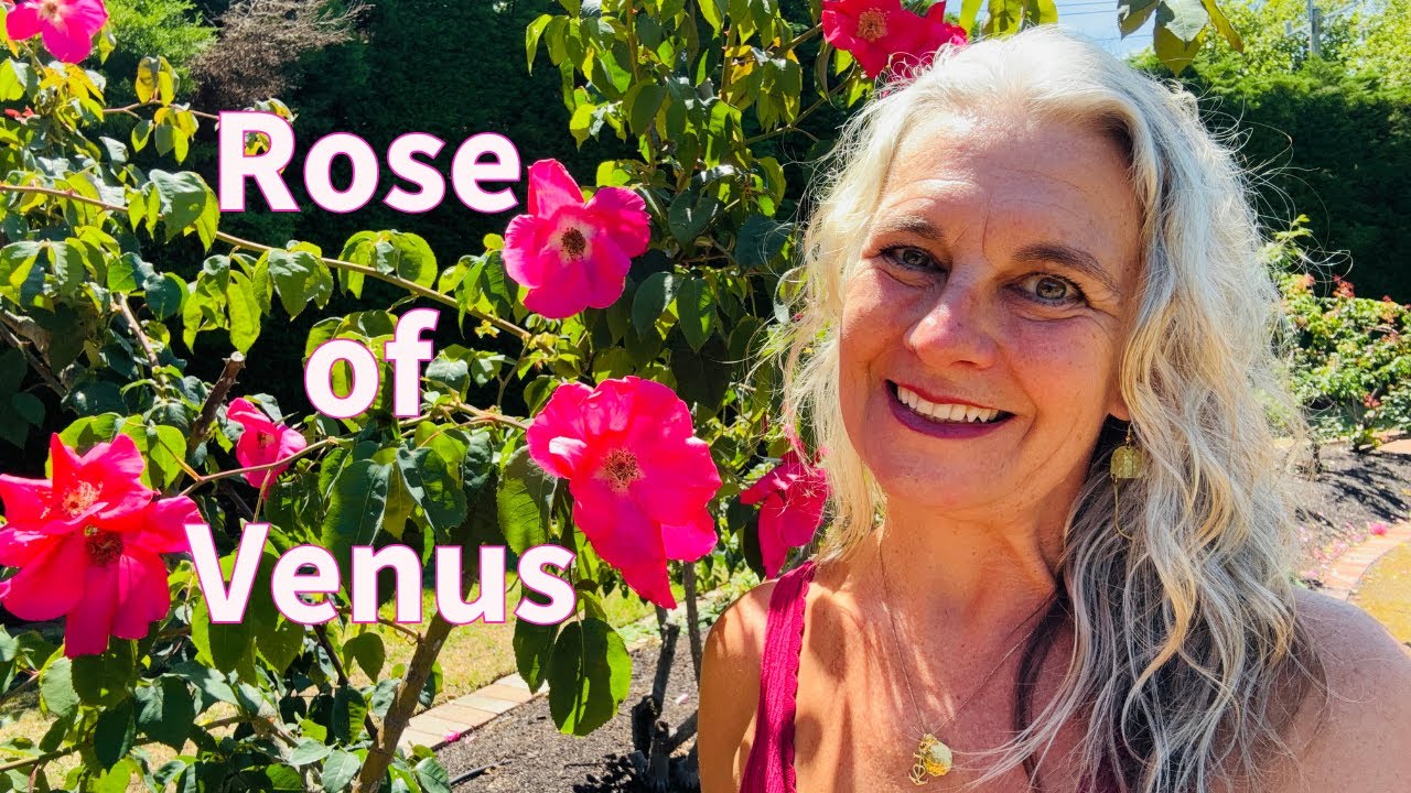Venus Light Language Transmission To Embody The Sacred Feminine - YouTube