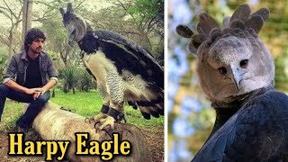 Harpy Eagle Wingspan Comparison