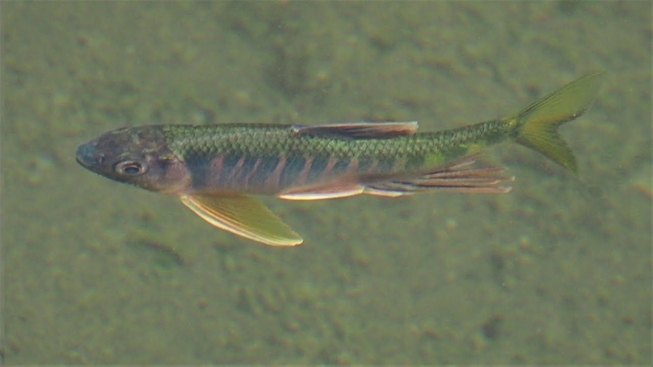 1090620坪林北勢溪公長鰭馬口鱲（Opsariichthys evolans） - YouTube