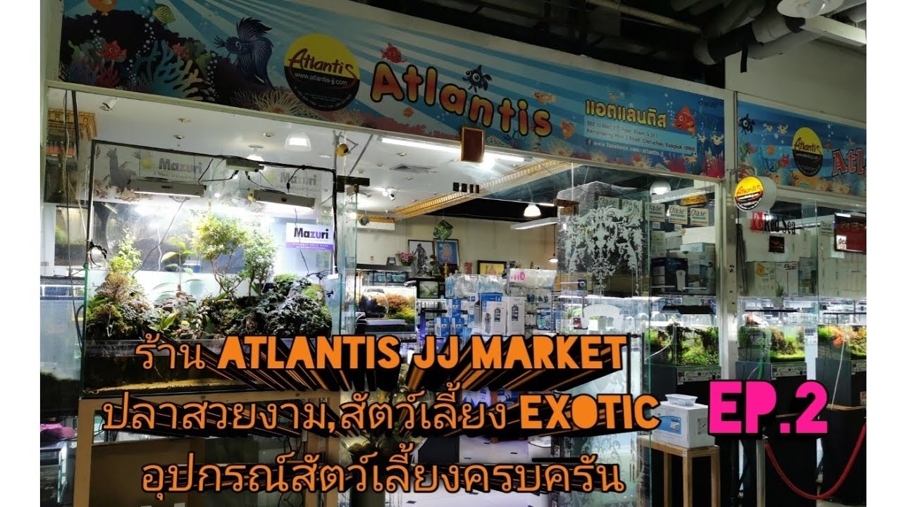 ร้านแอตแลนติส(Atlantis JJ Market) ปลา สวยงาม,สัตว์ เลี้ยง Exotic ...