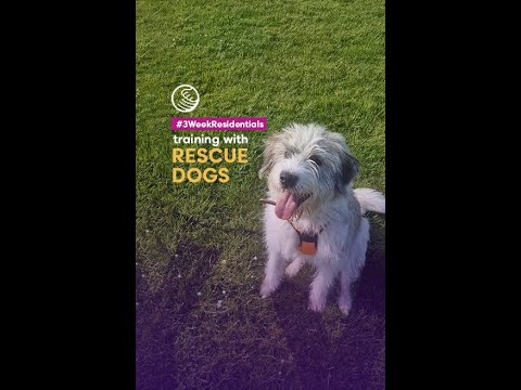 How we train #rescuedogs at Royvon! Boris Case Study