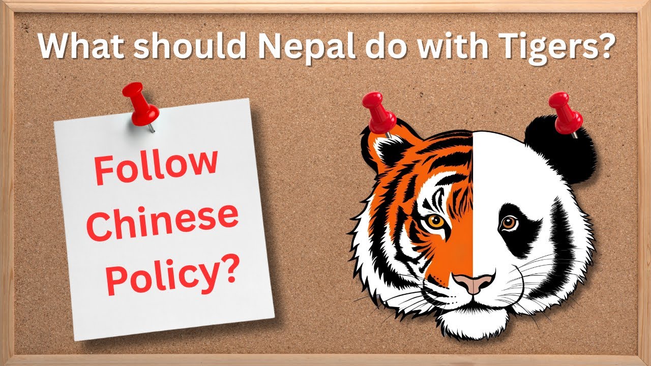 How To Solve Tiger Problem? - YouTube