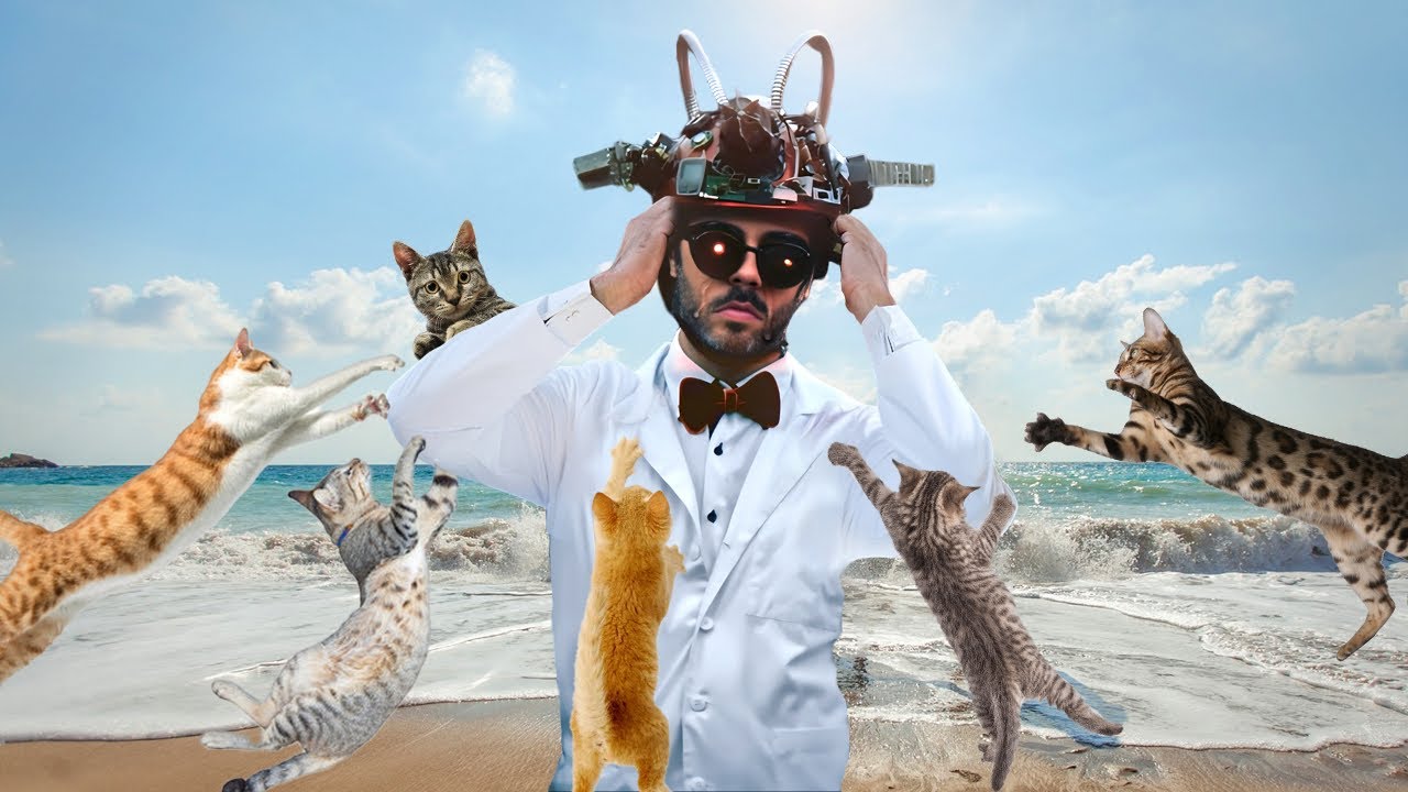 NERD CITY DOES NOT LIKE CATS! ( THE NEXT LOLCOW ) - YouTube