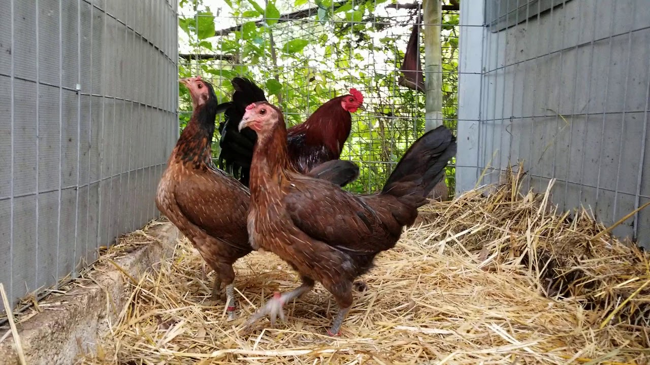 Leiper hatch De Rat Graves hatch village. - YouTube