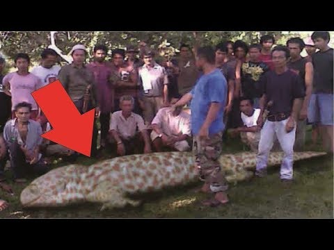Inilah 6 Tokek Raksasa Termahal dan Terbesar yang di Dunia