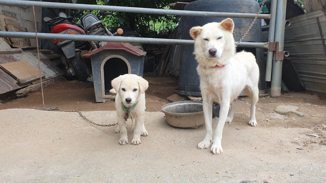 Jindo dog 시골 진돗개 백설기 강아지 먹방 - YouTube