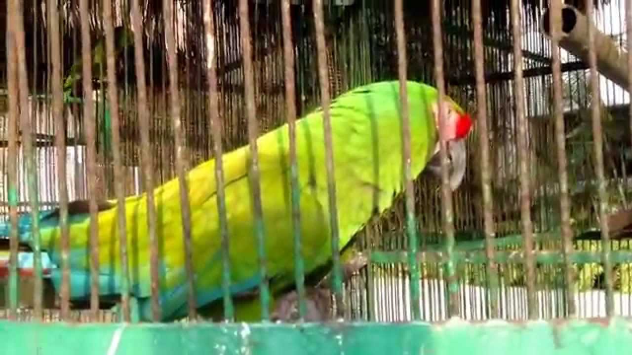 Guacamayo militar ~ Ara militaris - YouTube