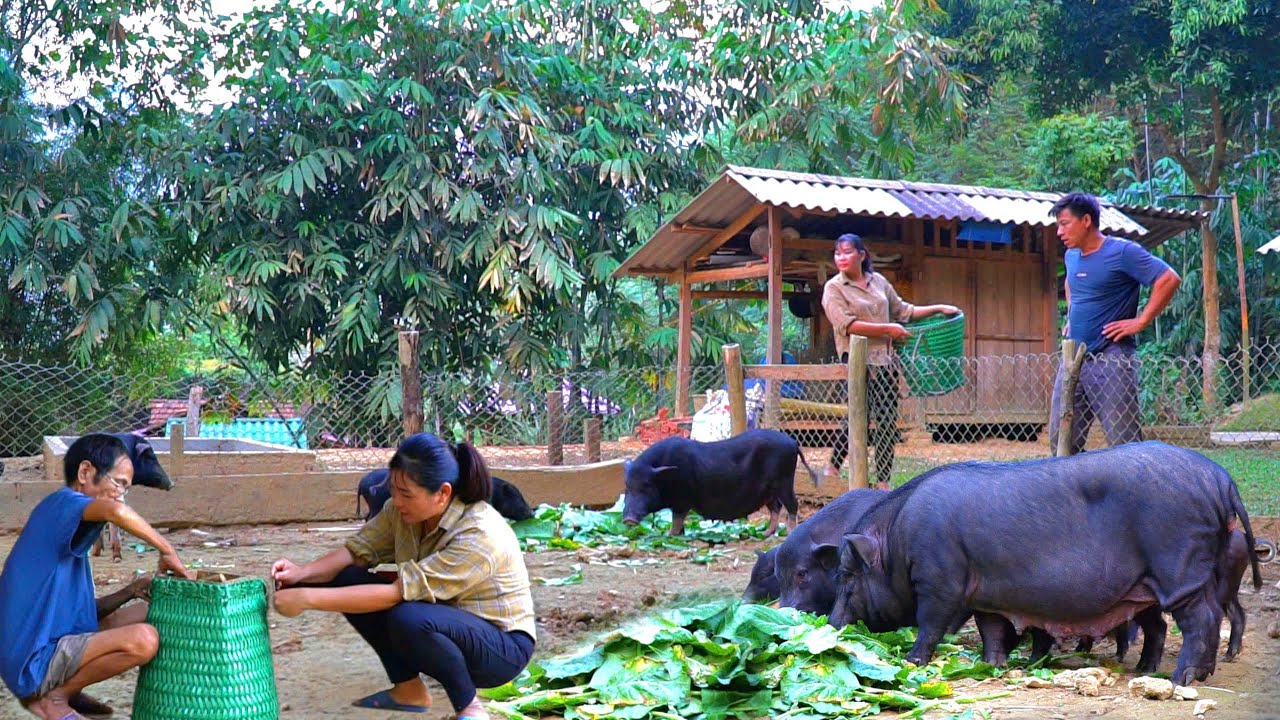 Harvesting vegetables for pigs after 20 days of care. DT has a new ...