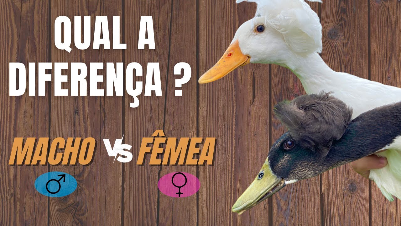 Você sabe diferenciar um marreco macho de um marreco fêmea? #MARRECO # ...