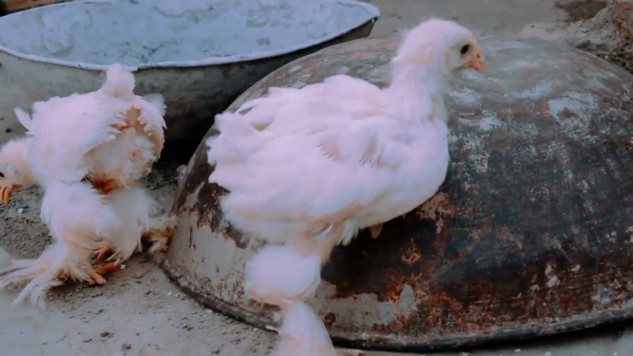 White Buff Chicks - YouTube