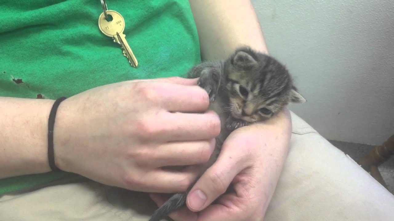 OMG Kitten - YouTube