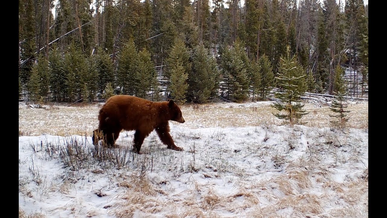 Cinnamon Bears Feeding and Stomp Walking - YouTube