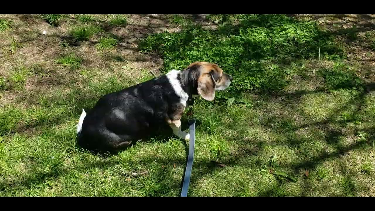 Alert Beagle with Four-Leaf Clover - YouTube