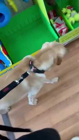 Ravenkeeper Dexter out in the shops - YouTube