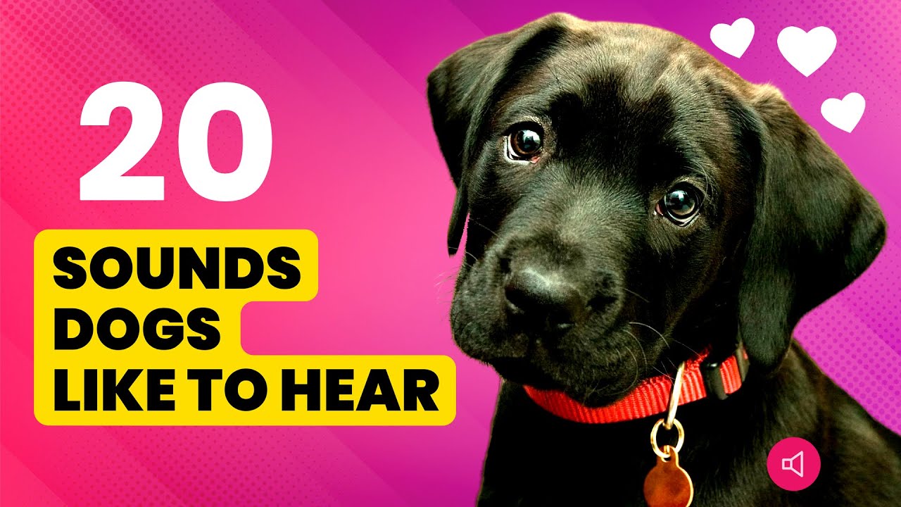 20 DOG Sounds That Dogs LIKE to Hear the Most 🐶 - YouTube